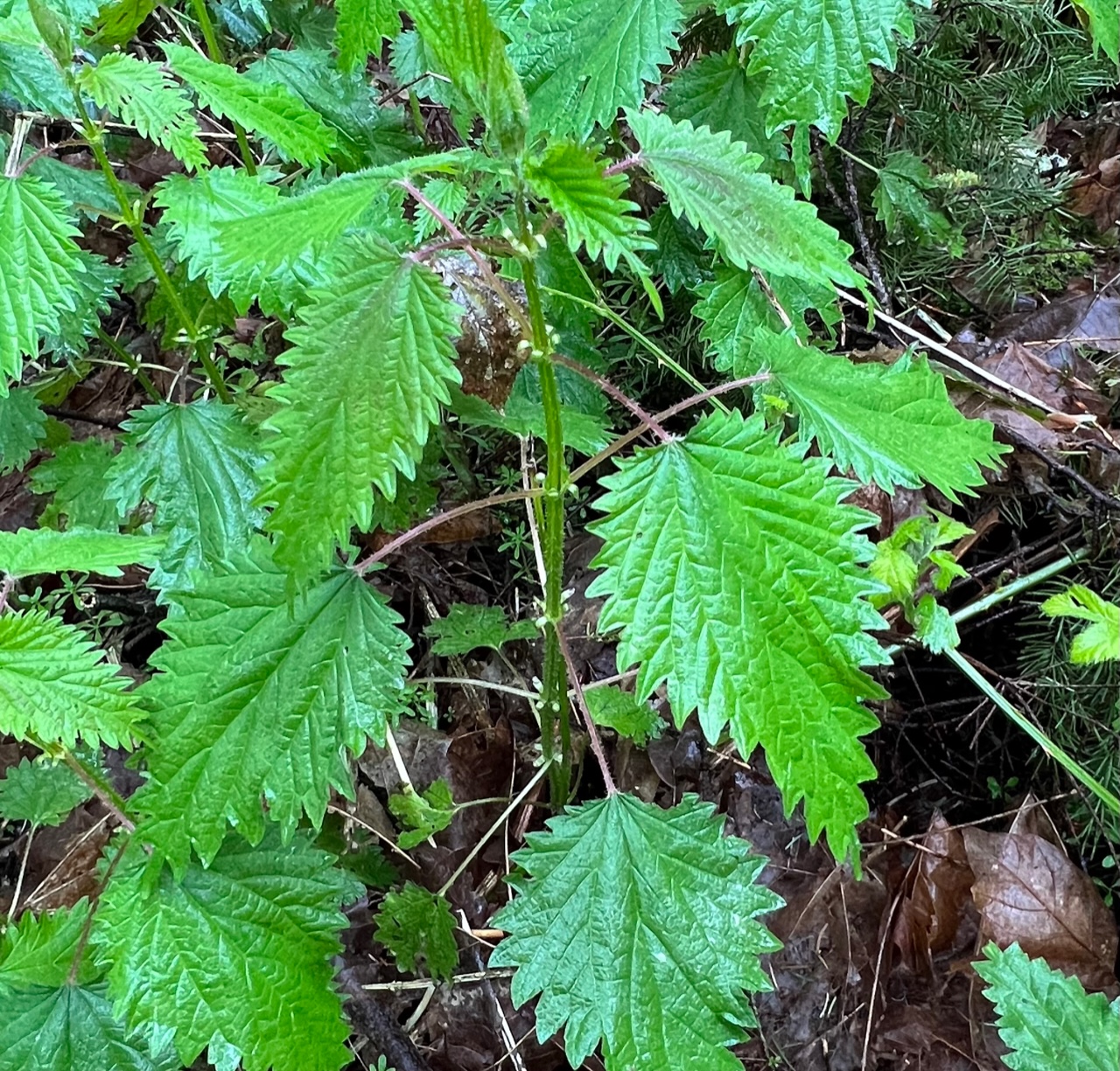 Foraging For Your Health - Holistique.com
